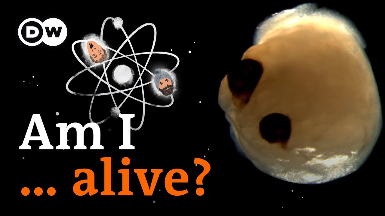 Inside a mini-brain (with eyes?) lab - Science unscripted - YouTube