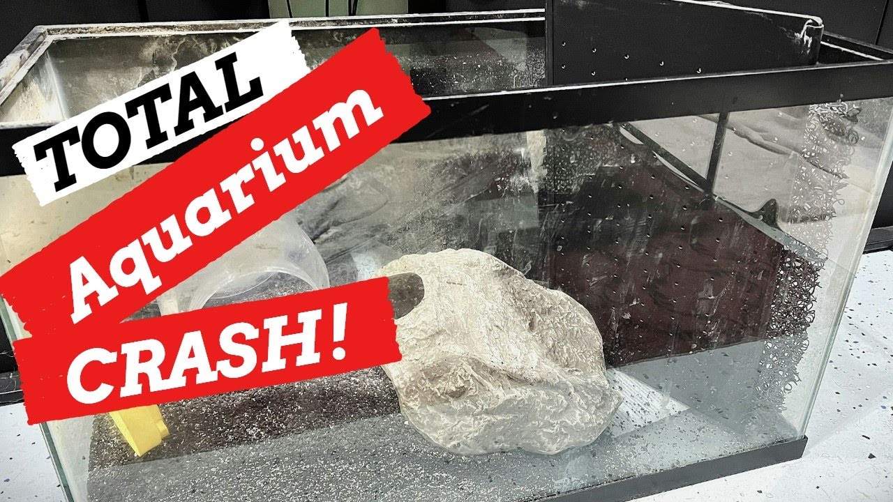 10 WAYS TO *CRASH* AN AQUARIUM and [HOW TO AVOID THEM!] - LIVE! - YouTube