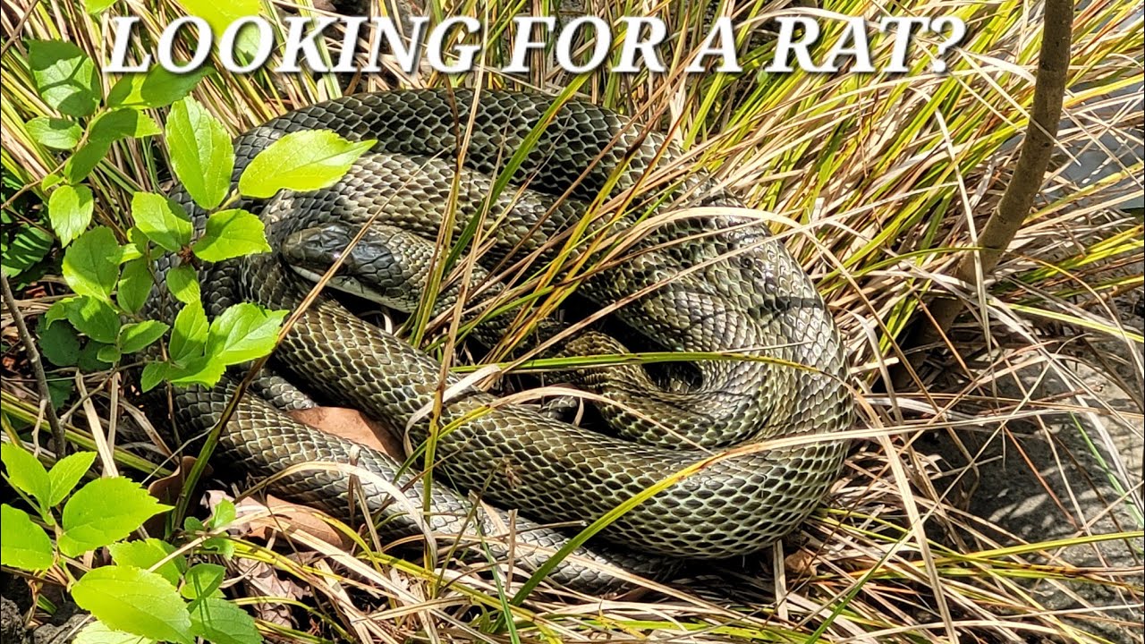 JAPANESE RAT SNAKE HOPING FOR SOME GRUB! - YouTube