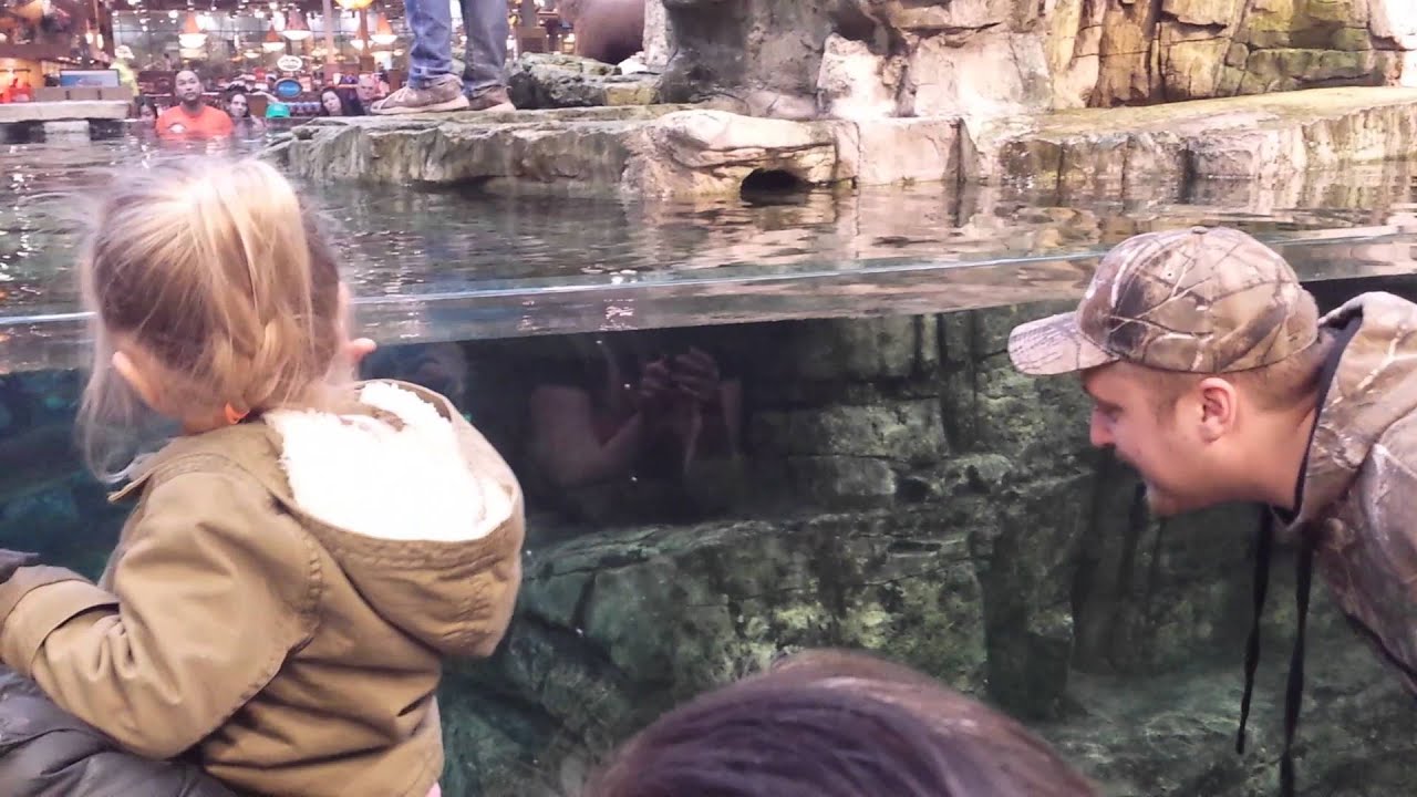Fish Feeding Bass Pro Shop Gurnee Mills 1-23-16 - YouTube