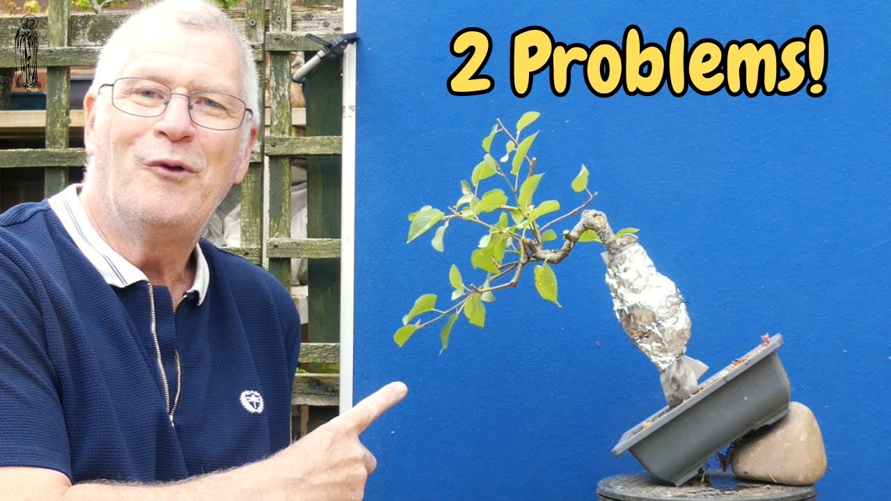 Italian Alder for Bonsai - Two very Problematic Trees to style. - YouTube