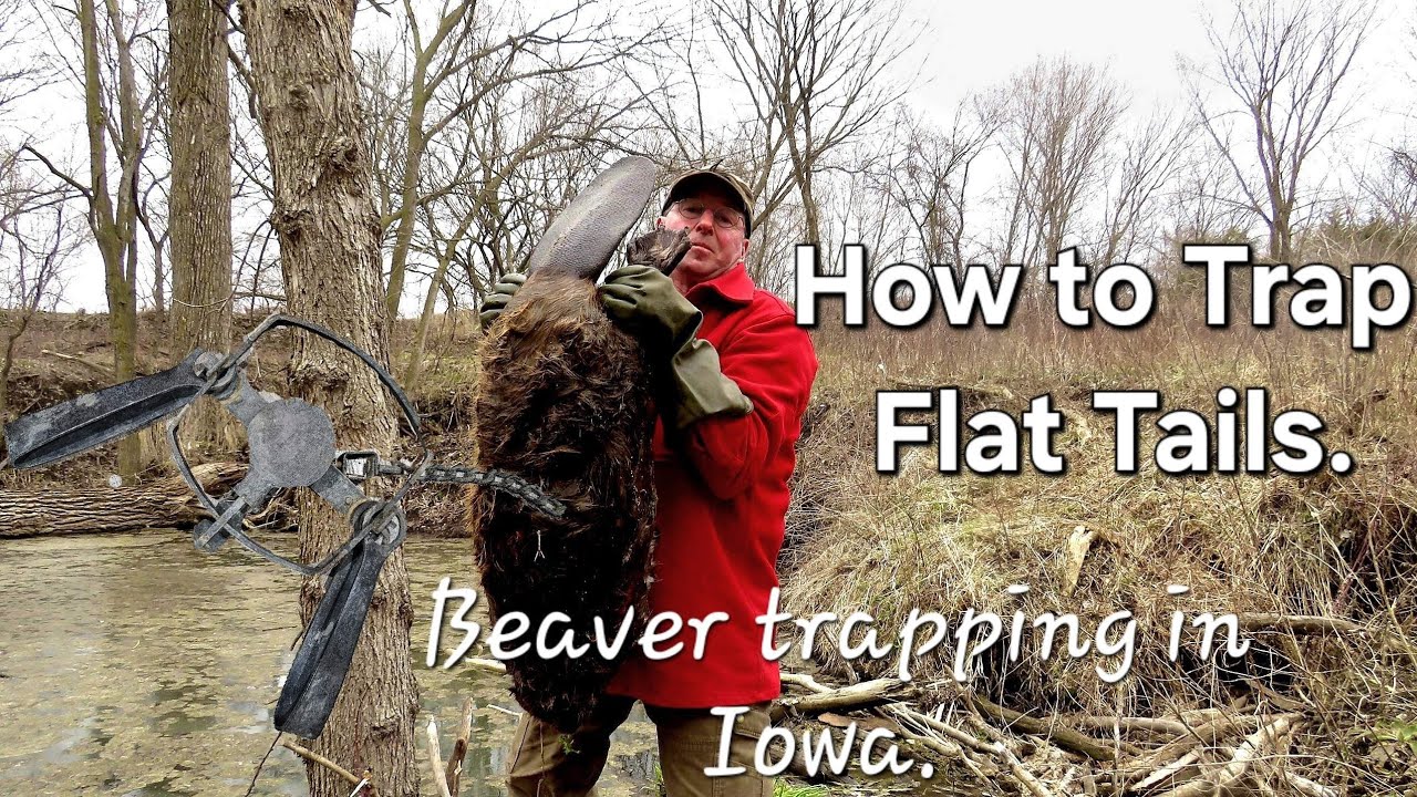 How to Trap Flat Tails - Beaver Trapping in Iowa. - YouTube