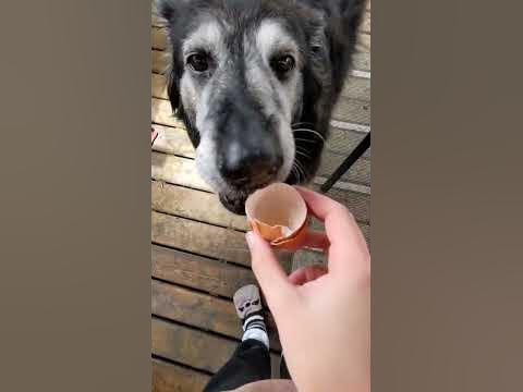 Egg 🥚 #dog #doggo - YouTube