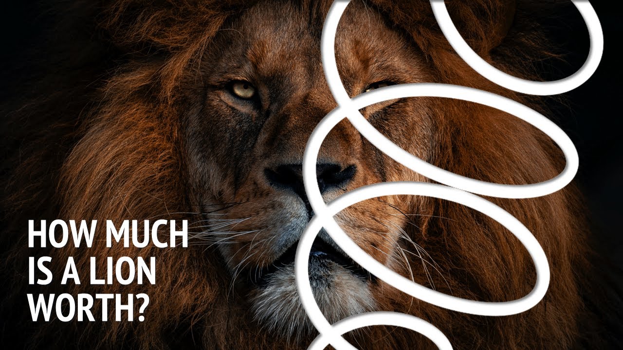 How much is a lion worth? - YouTube