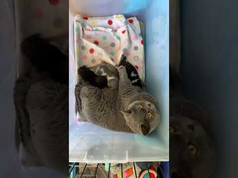 Angelica’s kittens