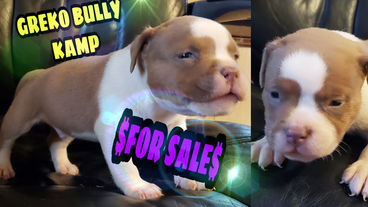 Micro UP FOR SALE american bully pup update dax meets futuristic an mo ...