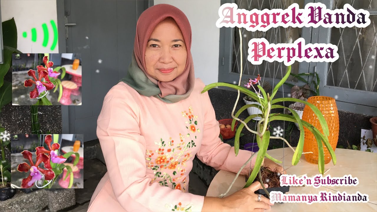 Anggrek Vanda Perplexa - YouTube