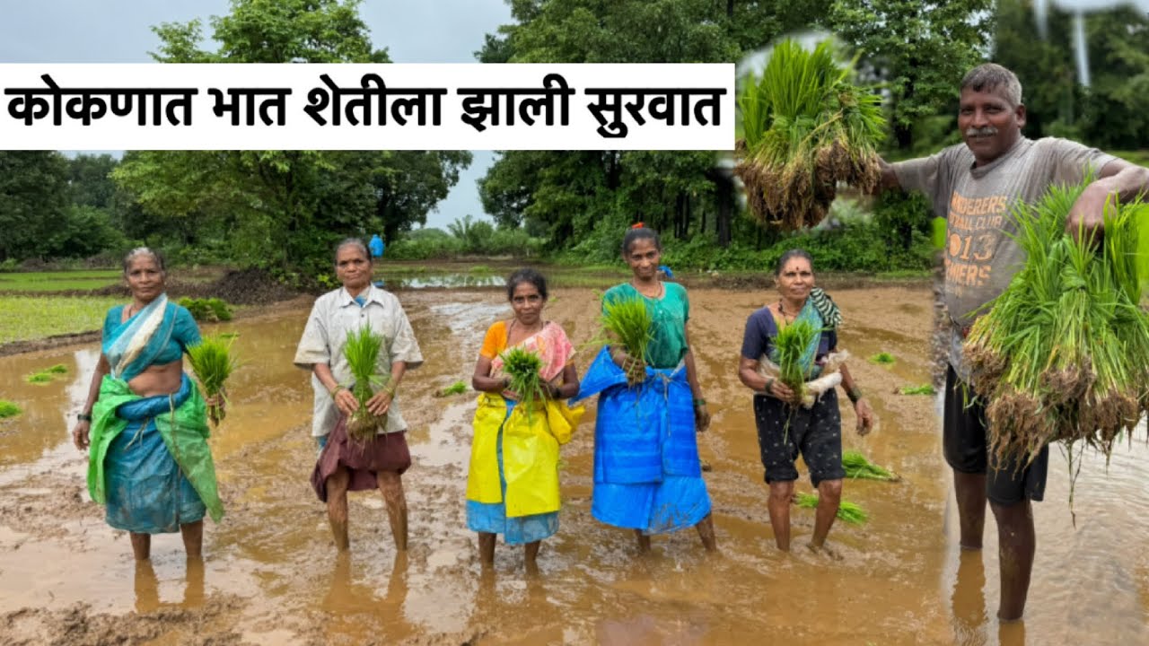 कोकणात भातशेतीला झाली सुरवात आणि आज खुणीत भेटले ५० ते ६० खेकडे # ...
