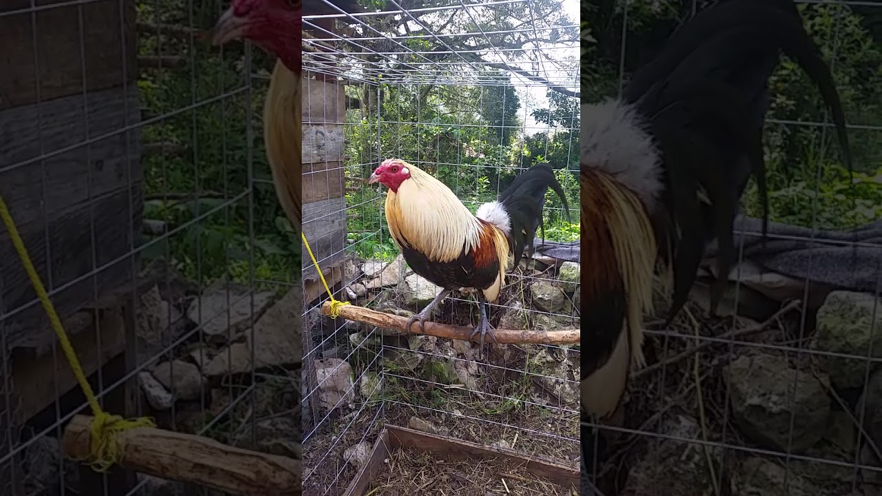 Gallo jiro semental - YouTube