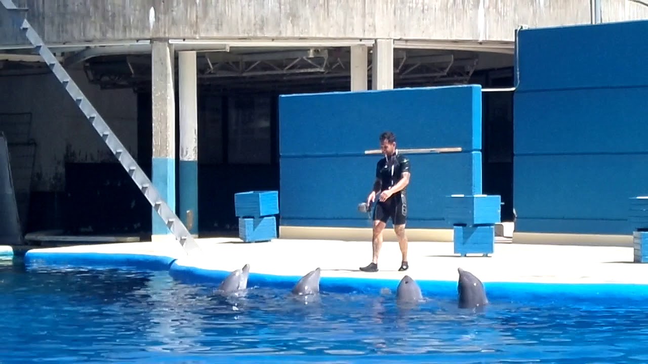 Zoo Aquarium Di Madrid Spettacolo Dei Delfini 14 Agosto 2018 (2) - YouTube