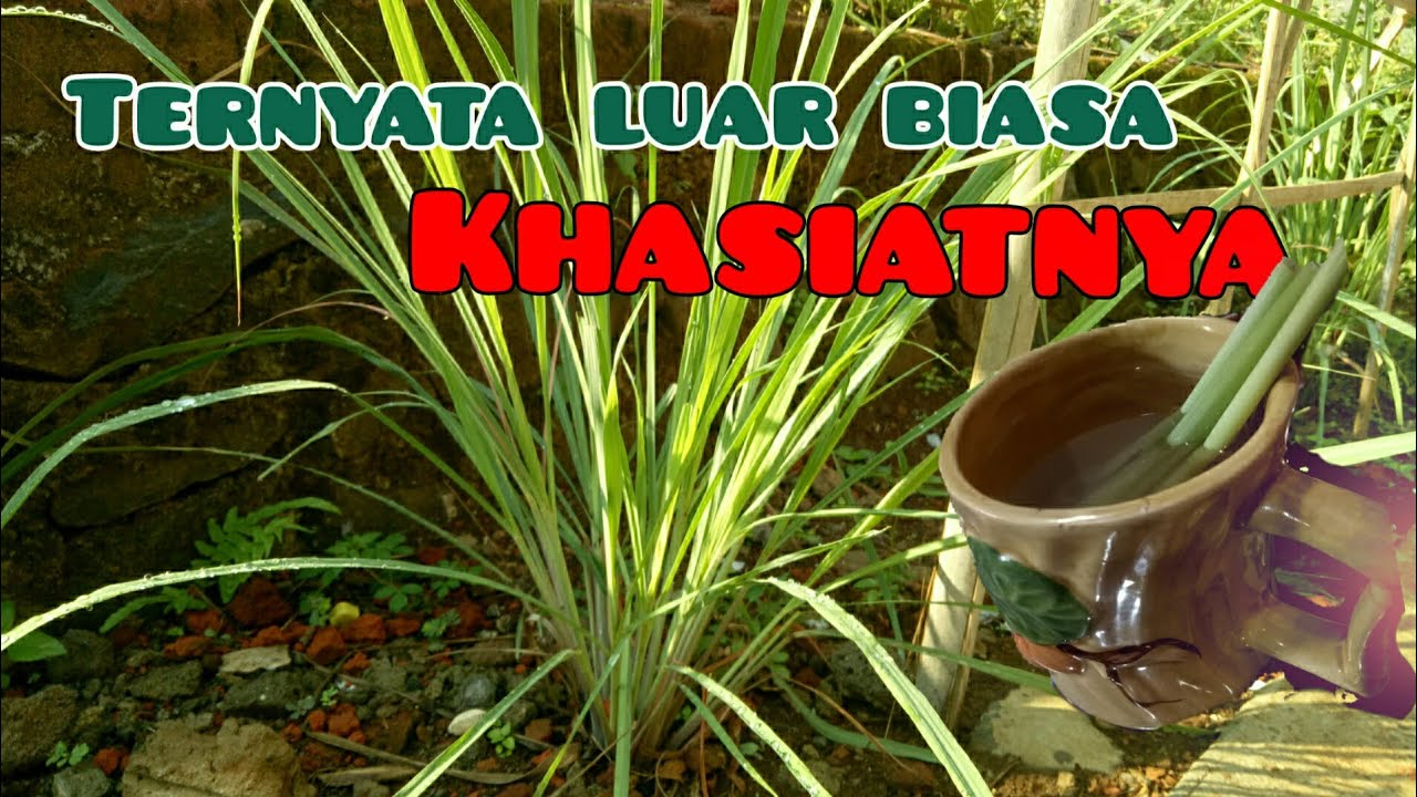 RAHASIA MANFAAT DAUN SERAI | INFO KESEHATAN - YouTube