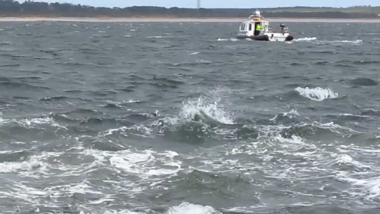 Dolphins in the Moray Firth Black Isle Scotland - YouTube
