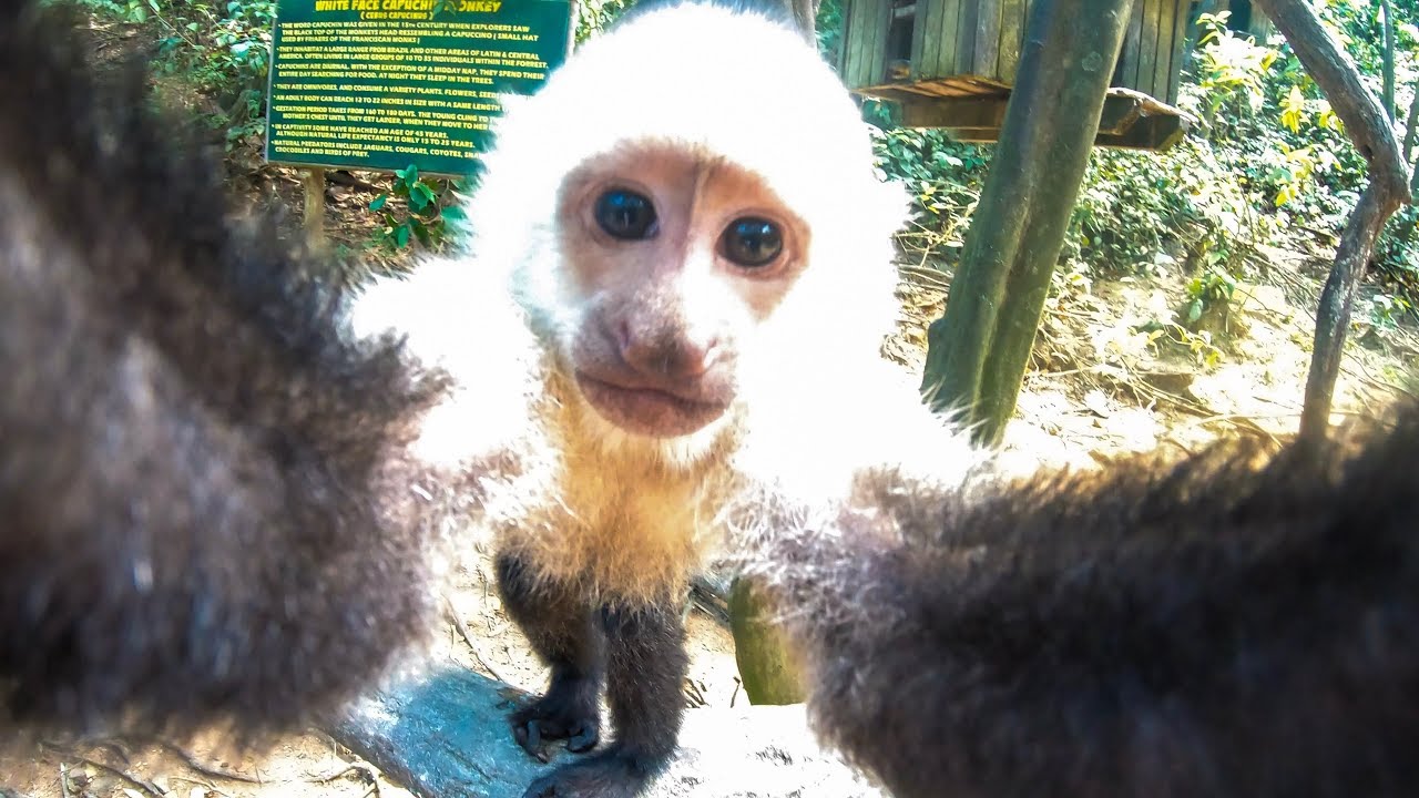 MONKEY TRIES TO STEAL MY CAMERA! (Travel Vlog) - YouTube