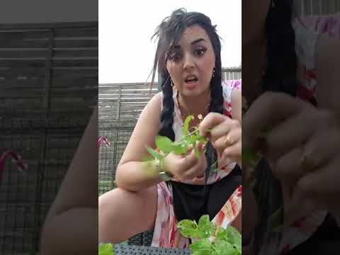 روتيني اليومي روتين جديد  routini al yawmi روتيني اليومي العريضة My Daily Routine انوش روتين جديد