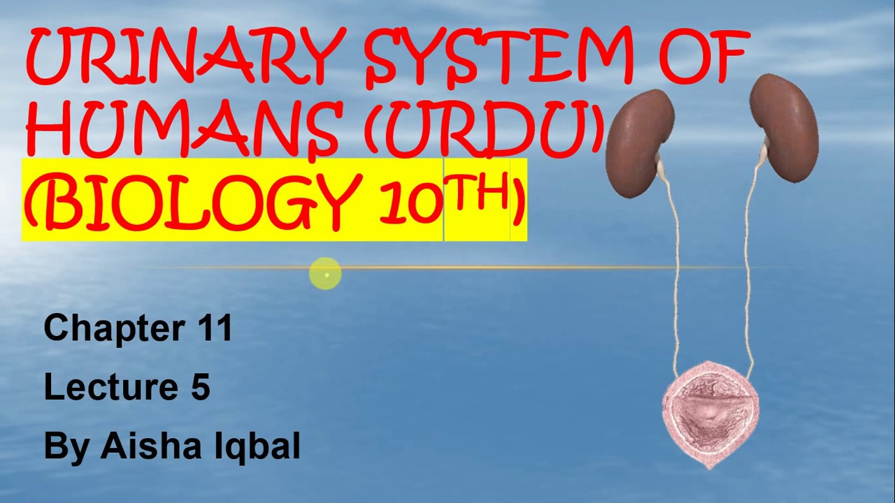 Urinary System of Human | Biology Class 10 - YouTube
