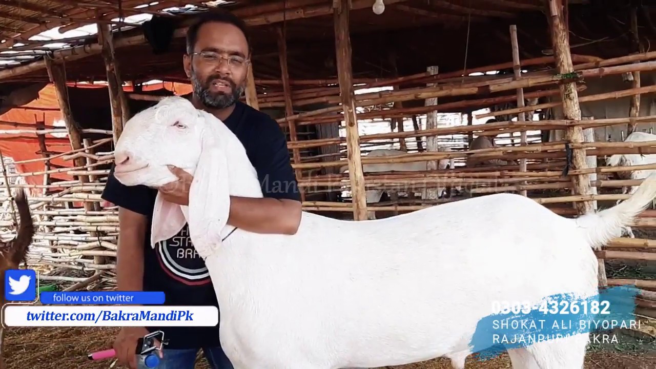 RAJANPURI HEAVY BAKRAY - RAJANPURI GOAT - SHAHPUR KANJRA BAKRA MANDI ...