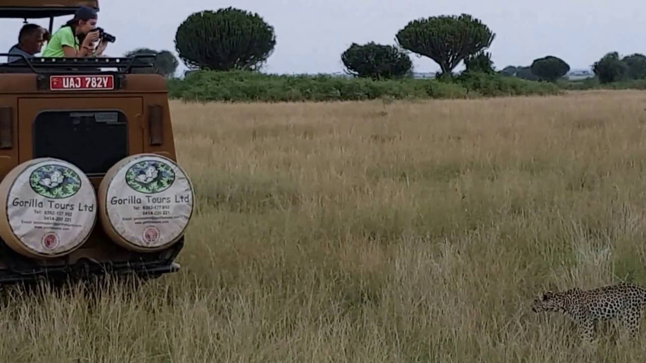 Leopard: Queen Elizabeth National Park Uganda - YouTube