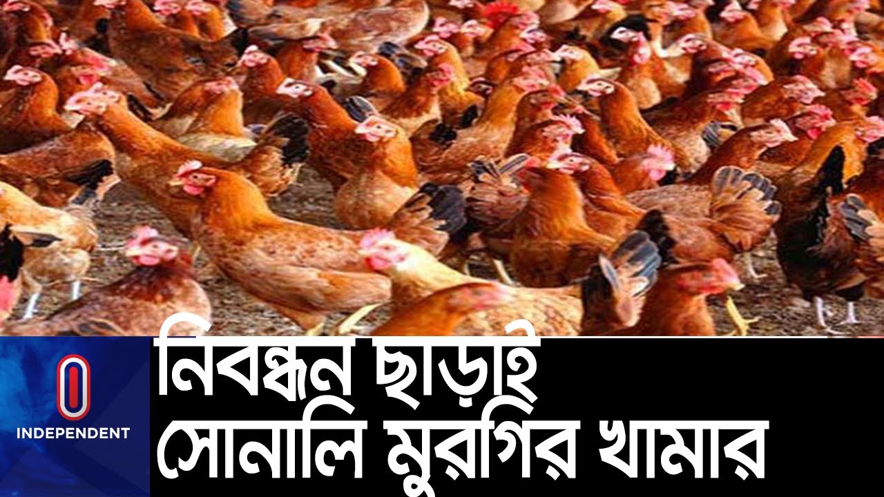 বেশিরভাগেরই নেই সরকারি নিবন্ধন এবং নজরদারি ।। Poultry Registration ...