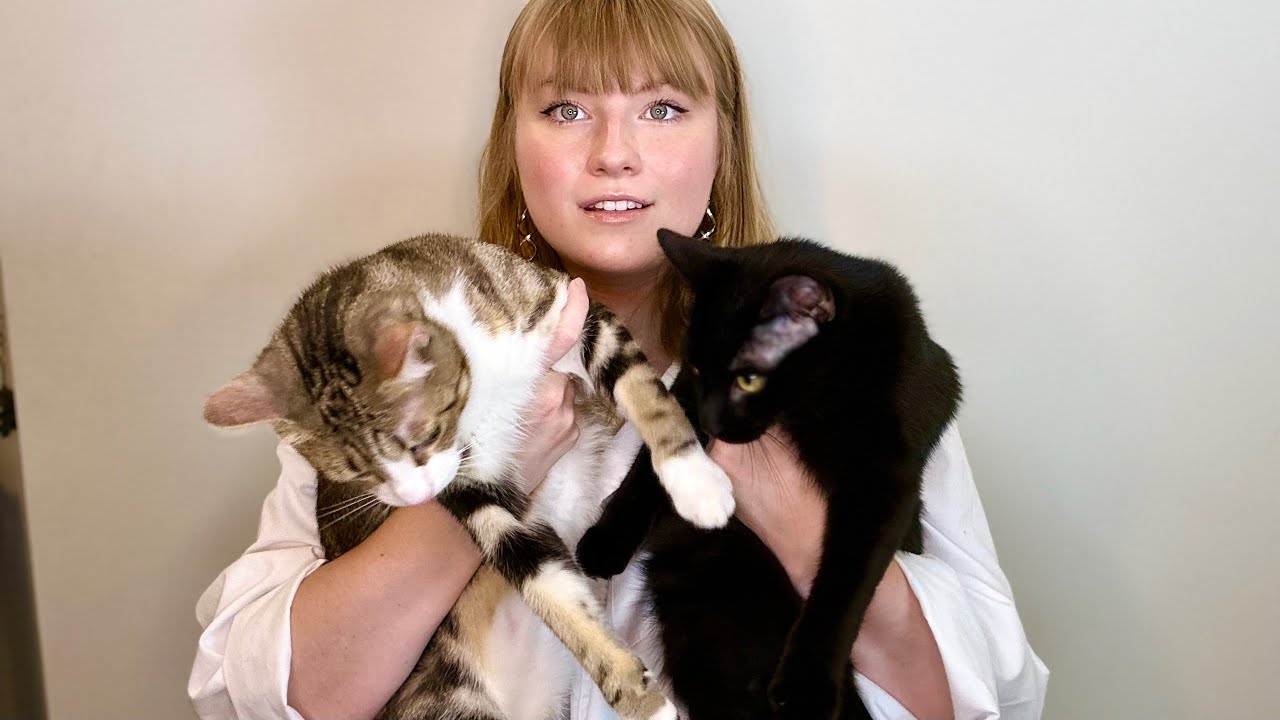 ASMR Cat Vet Exam Checkup Roleplay | Kitty Cat Eating ASMR, Purring ...