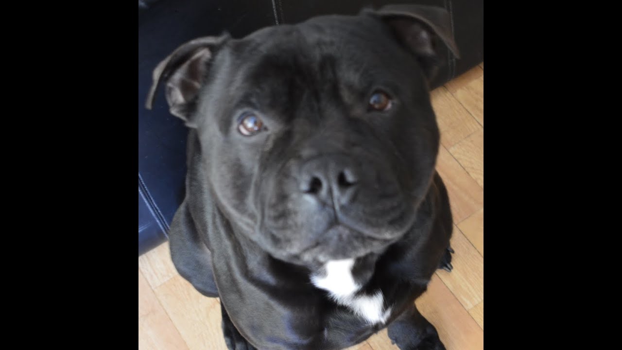 Funny cute Staffordshire bull terrier compilation dog story time # ...