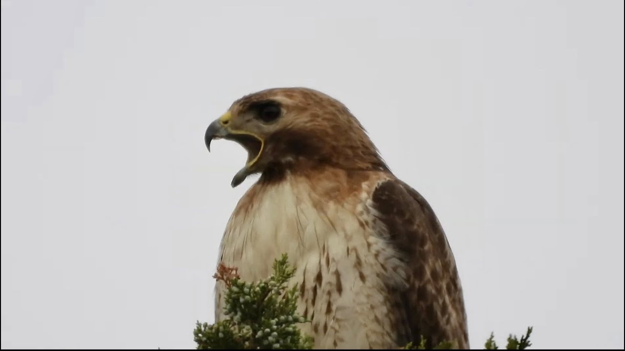 Red-tailed Hawk calling - YouTube