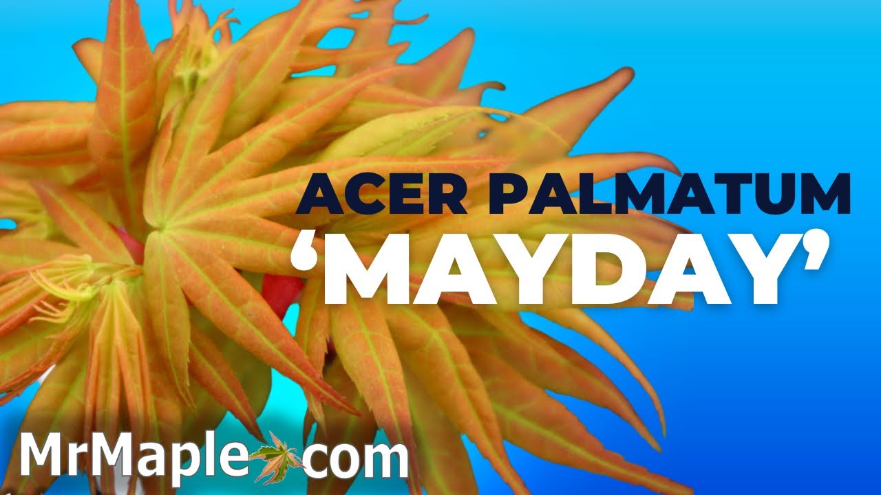 Acer palmatum 'Mayday' | Rare Dwarf Japanese Maple | MrMaple Clips 🍁 ...