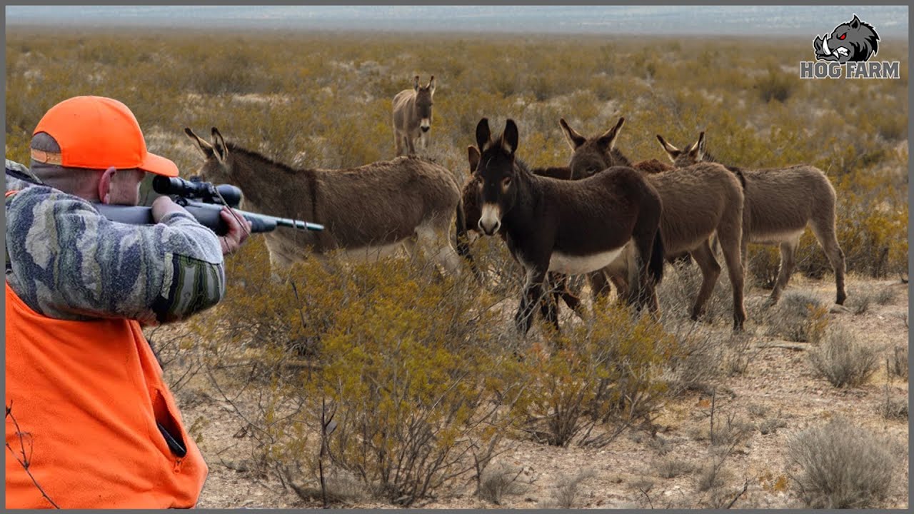 Amazing: Thousands of Wild Rhinos and Donkeys Have Been Hunted Down By ...