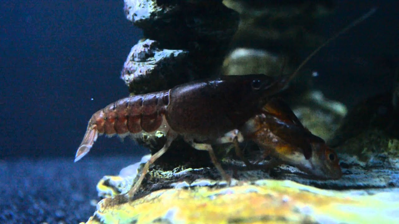 Crayfish Eating A Live Goldfish - YouTube