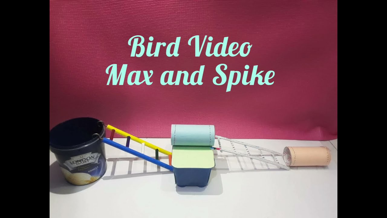 Bird Tricks - YouTube