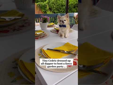 Expectations Versus Reality by Chihuahua Cedric #shorts