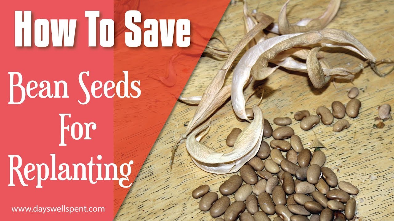 How To Save Bean Seeds For Replanting - YouTube