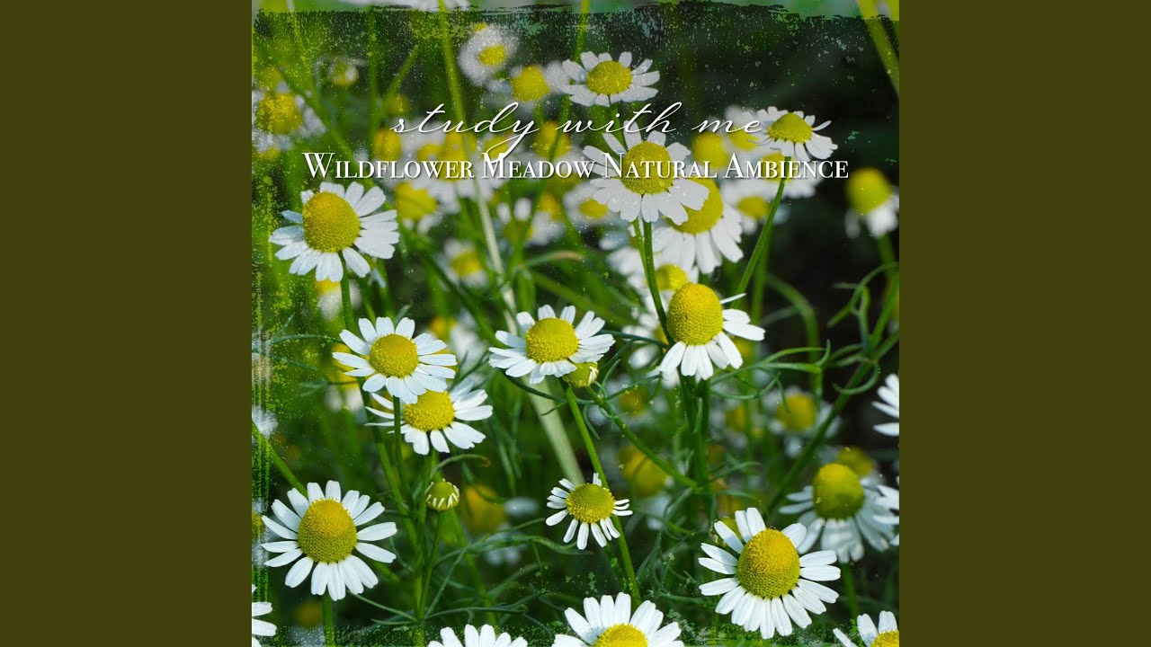 Wildflower Meadow Natural Ambience, Pt. 11 - YouTube