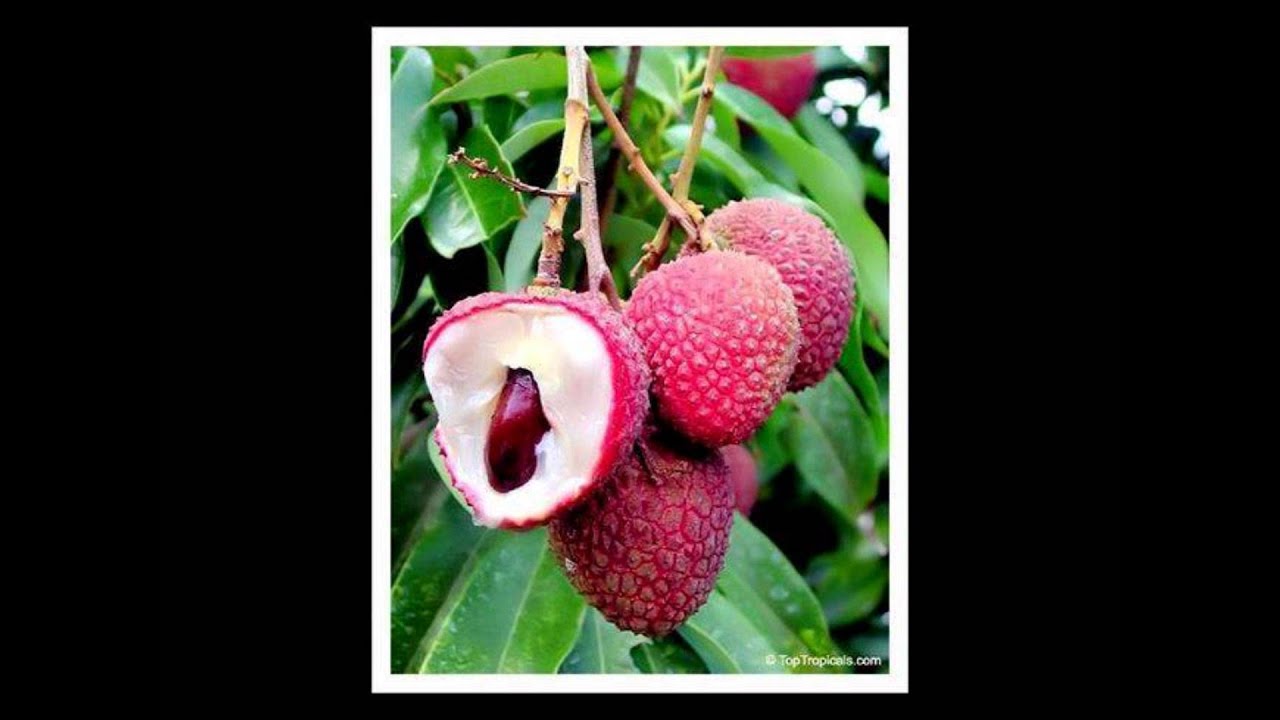 Lichuchor-Kazi Nazrul Islam: recitation by Progga Laboni - YouTube