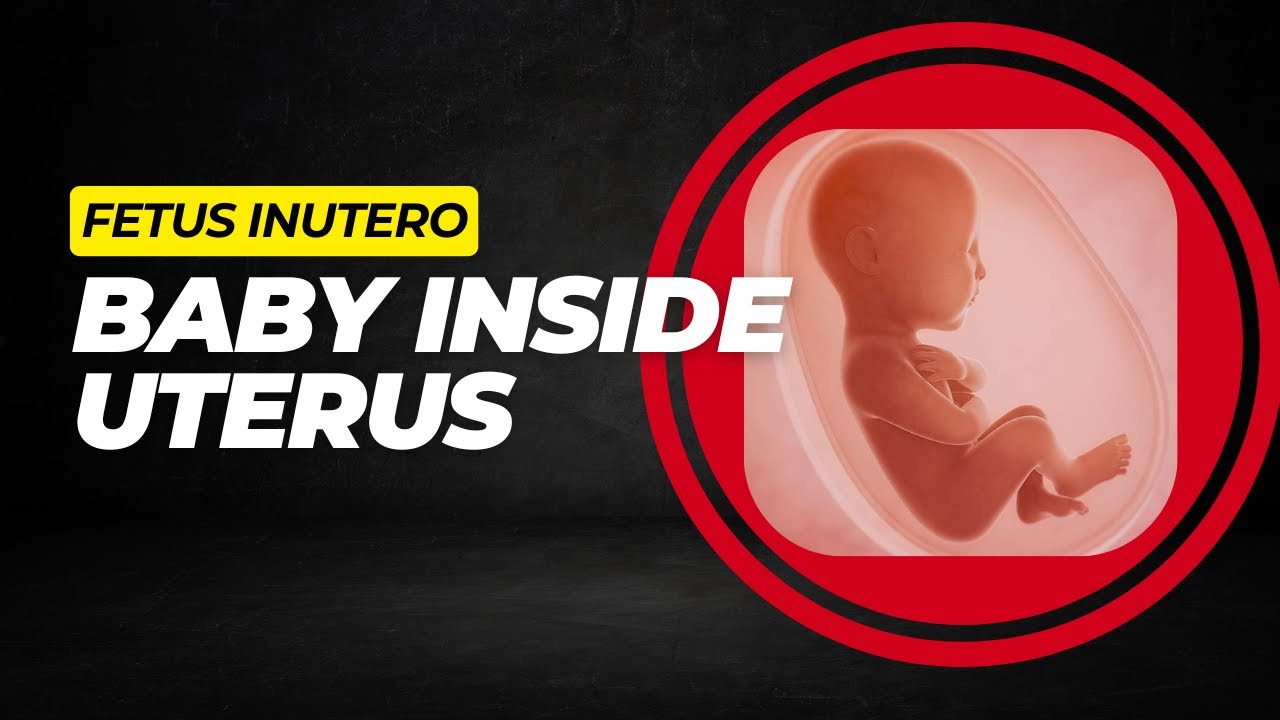Miracle of Life: A Stunning View of a Fetus in Utero - YouTube