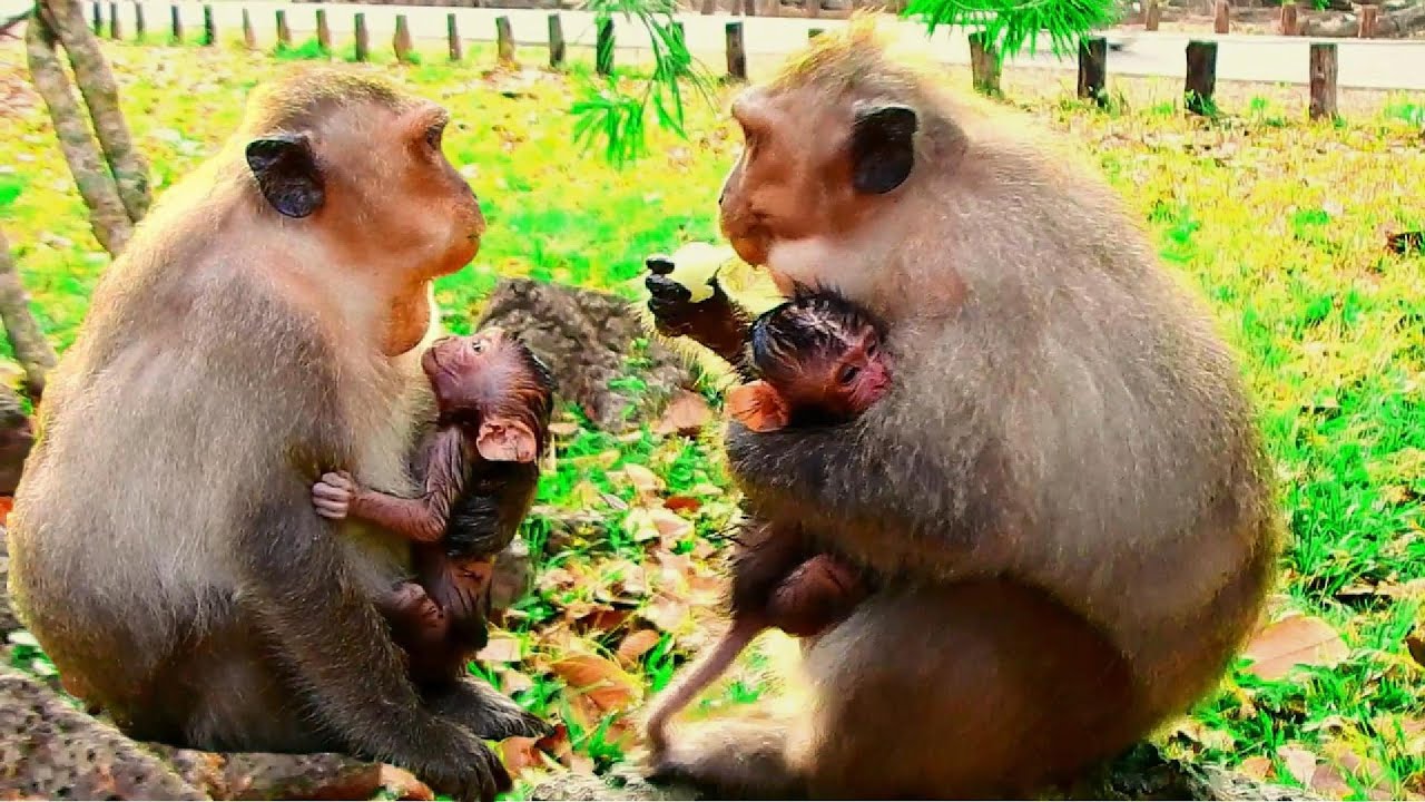 Great Time...Monkey Jing eat too much to be able feed her little cutie ...