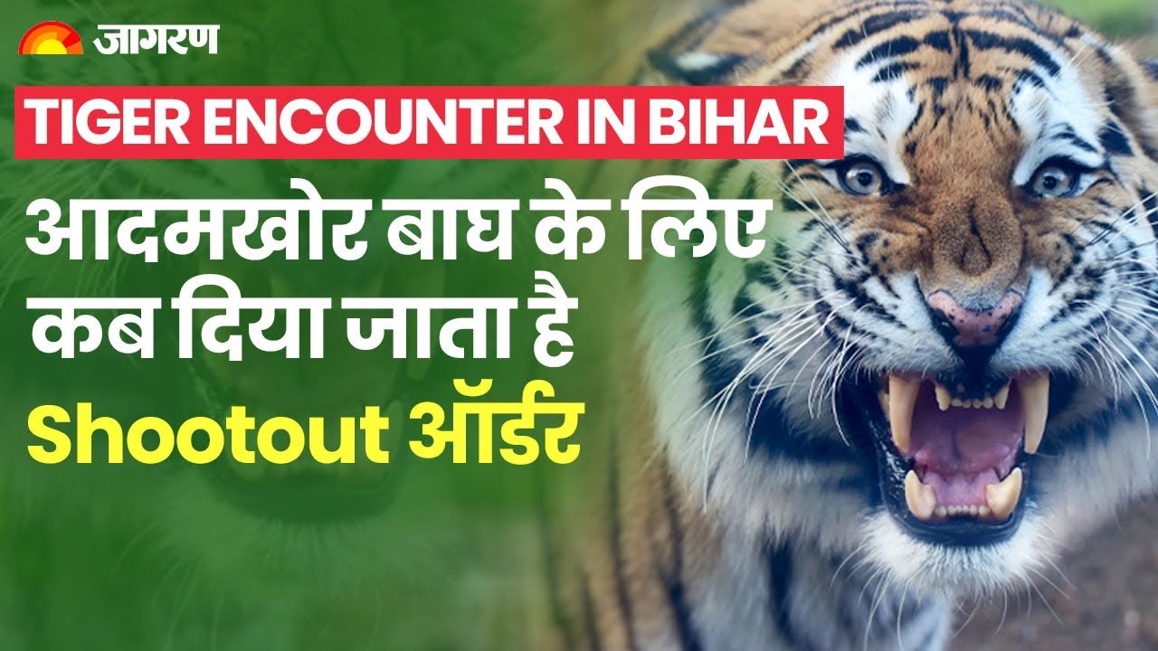 Tiger Encounter in Bihar: कैसे बाघ हो जाते हैं आदमखोर और कब दिया जाता ...