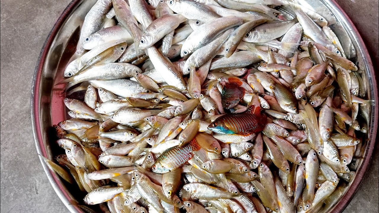 Bhapa macher paturi_Small Fish Choch-Chori_Shiter diner mach choch ...