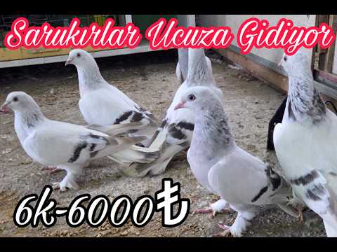 Sarıkırlar Ucuza Gidiyor.