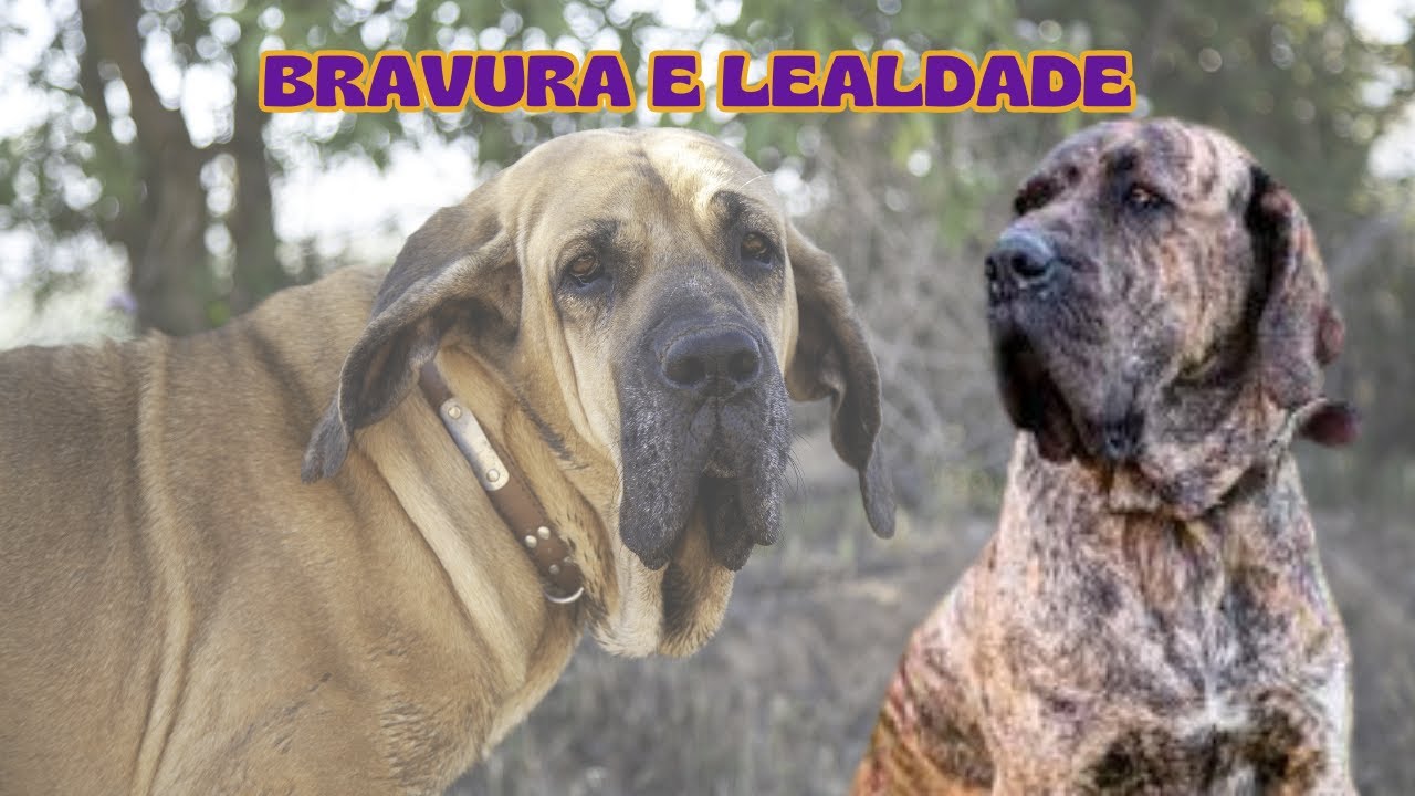 Tudo o que você precisa saber sobre o Fila Brasileiro - YouTube