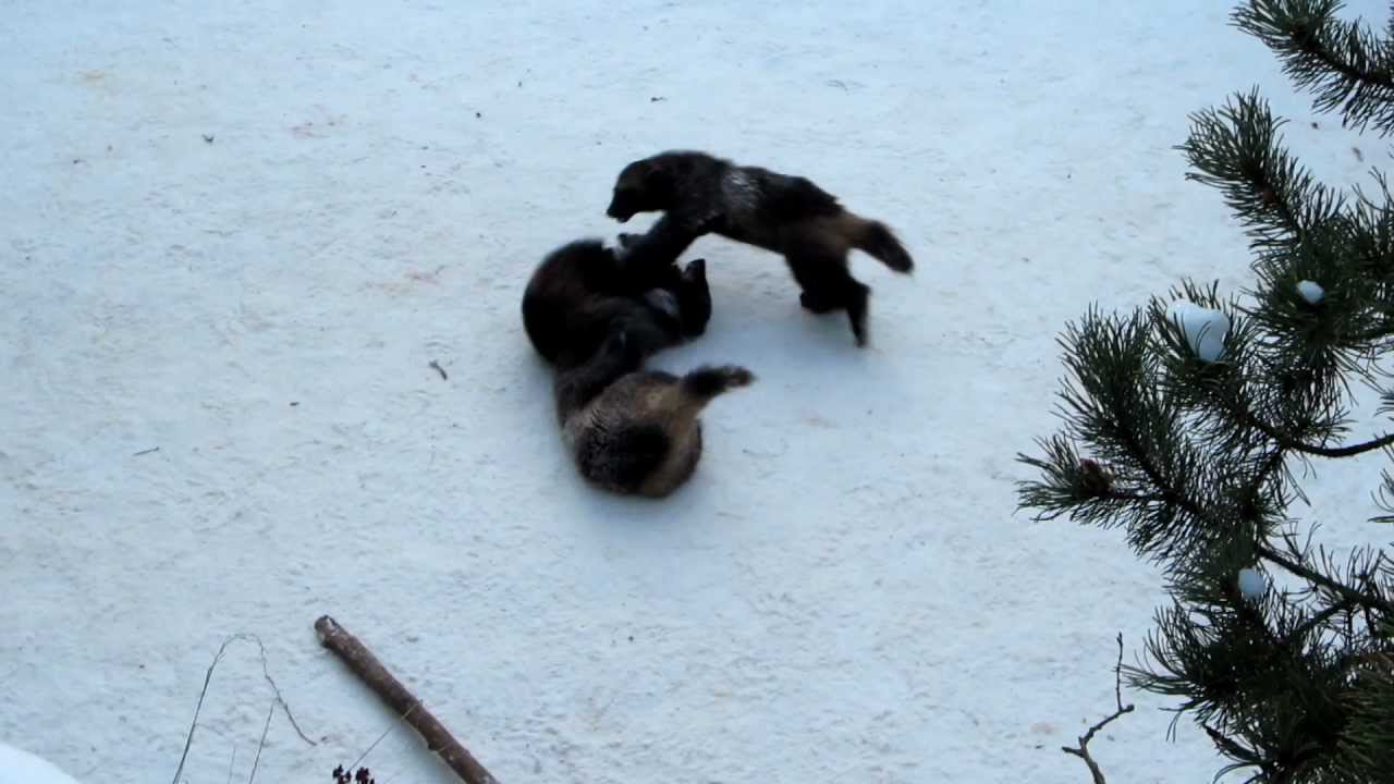 Wolverines playing in the snow - YouTube