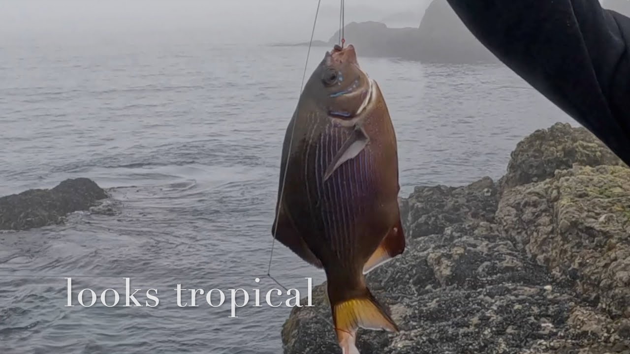 Catching tropical looking fish off the rocks first time catching! - YouTube