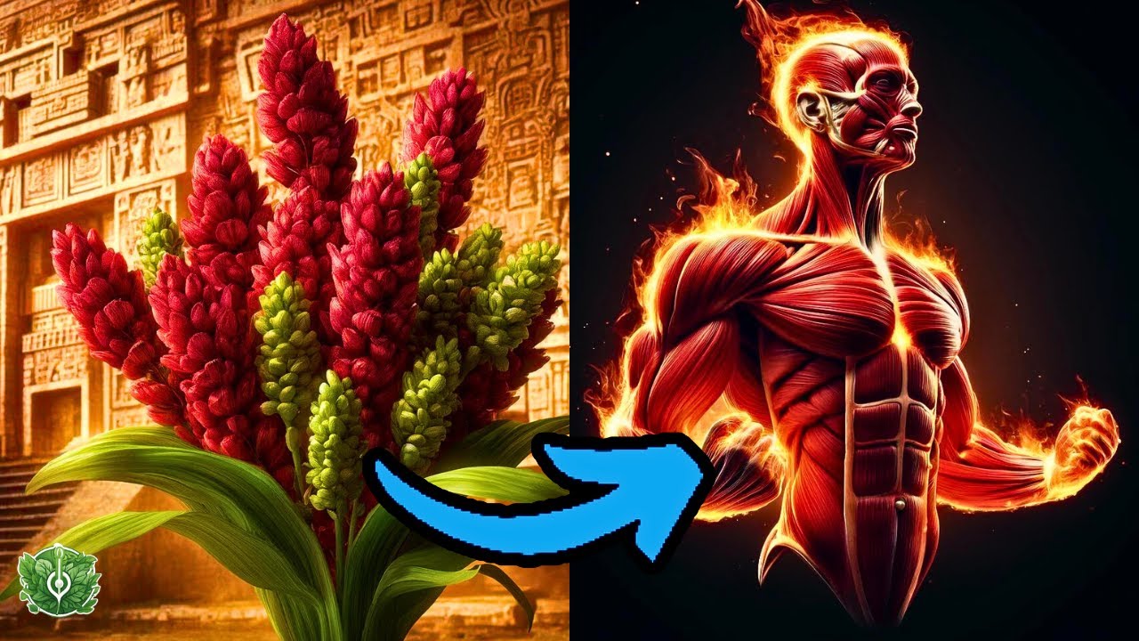 This Aztec Super Grain Will Ignite Your Body. Amaranth Benefits - YouTube