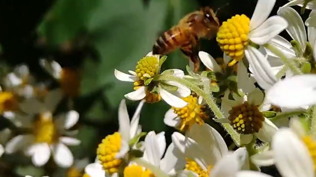 Arboloco Montanoa quadrangularis - YouTube