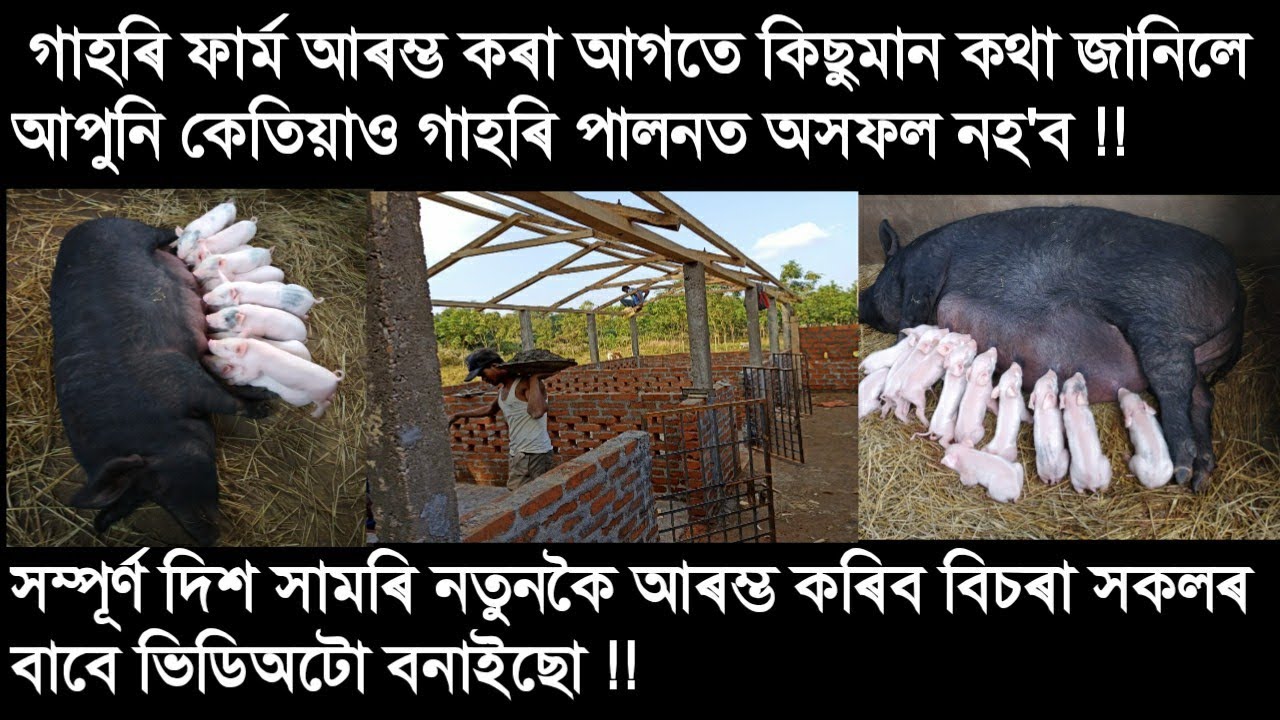 Pig Farm In Assam / গাহৰি ফাৰ্ম আৰম্ভ কৰা আগতে ভিডিঅটো এবাৰ চাওক / Pig ...
