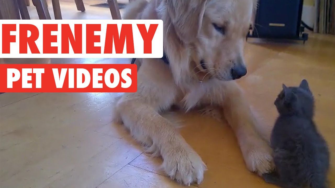 Funny Frenemy Pet Compilation - YouTube
