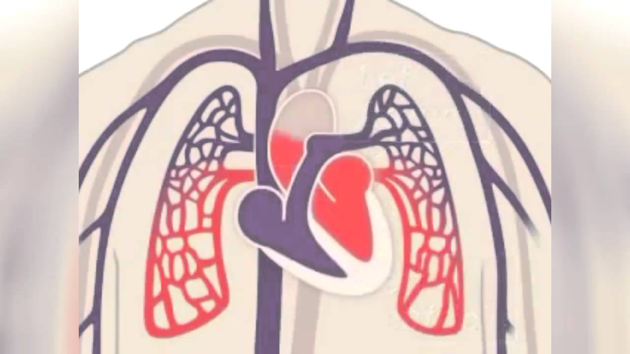 Human Heart How Your Heart Works YouTube human-heart-how-your-heart-works-youtube