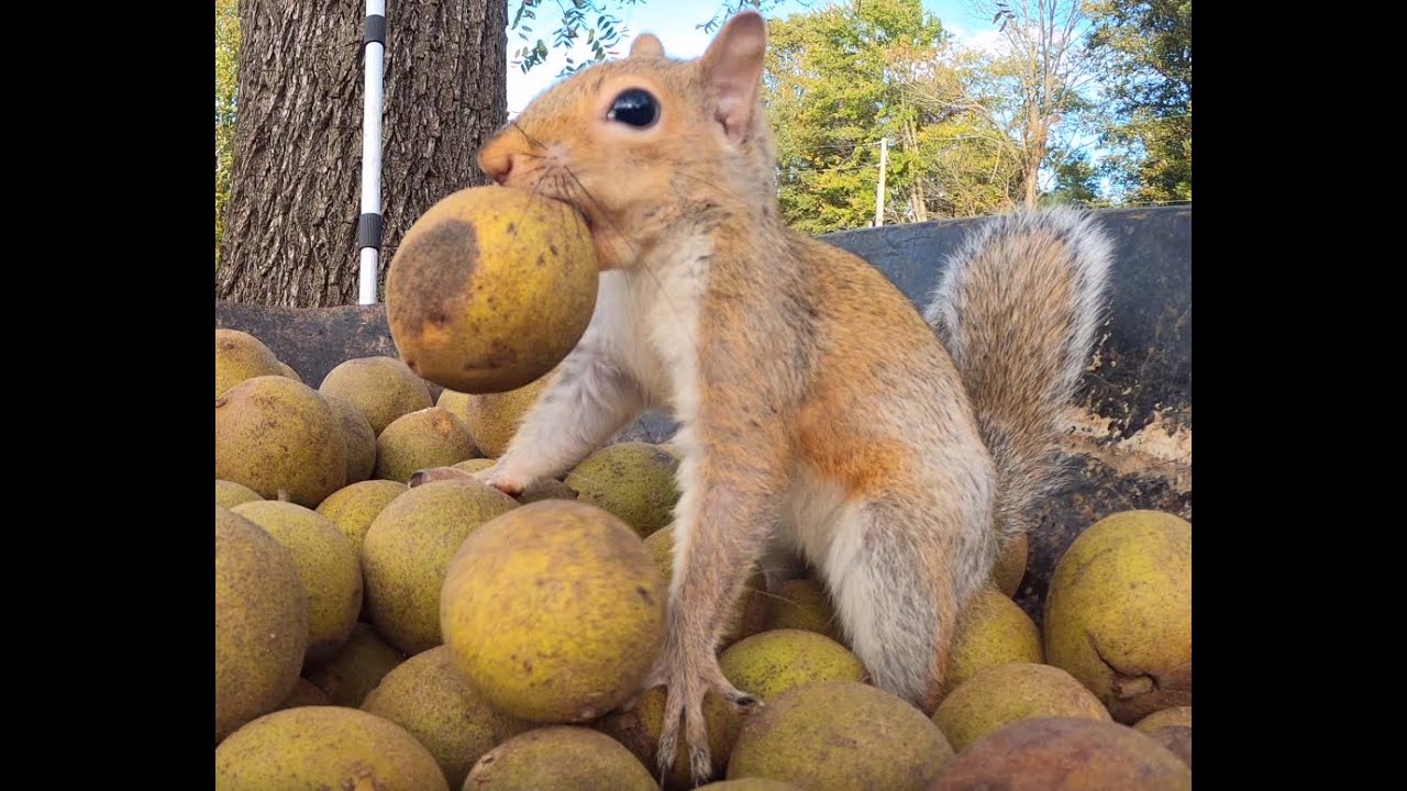 OG Squirrelly - YouTube