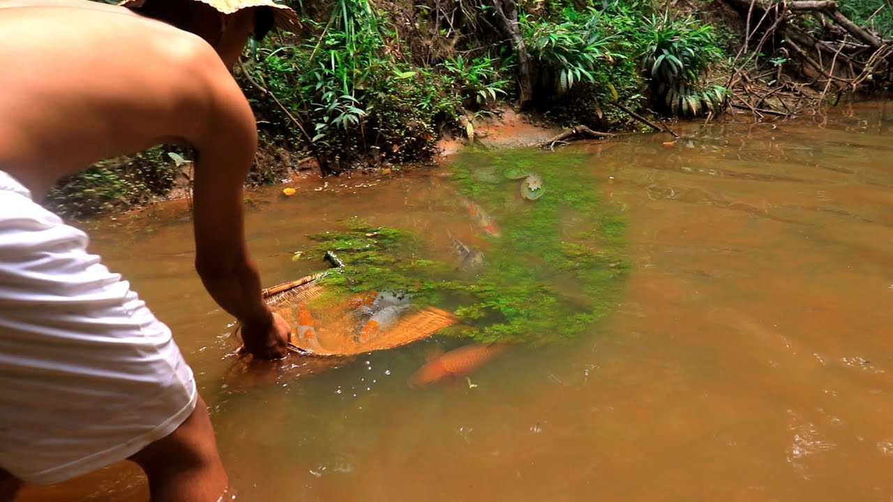 Catching Beautiful KOi Fish in River - YouTube