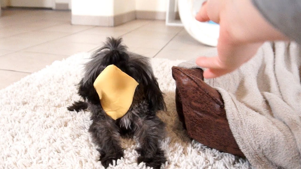 Dog Cheese Challenge | Cheese on baby face - YouTube