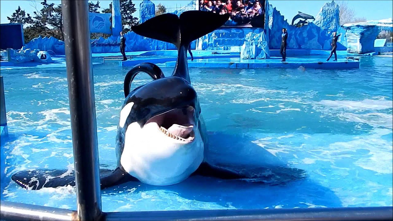 Orcas Mundo Marino